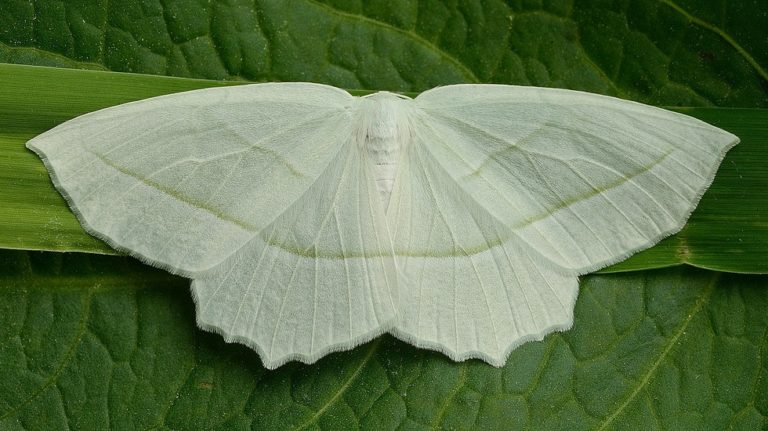 Pale Beauty Moth– Identification, Life Cycle, Facts & Pictures