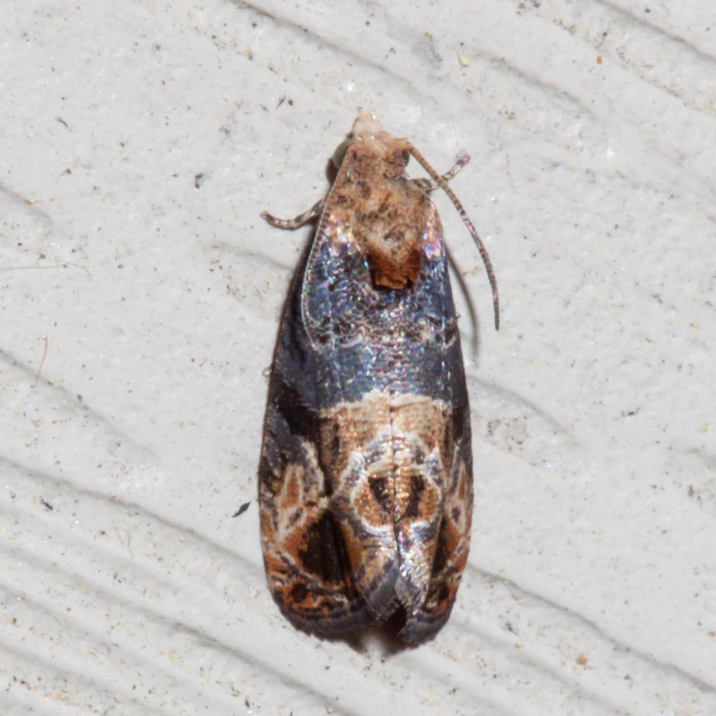 Grape Berry Moth– Identification, Life Cycle, Facts & Pictures