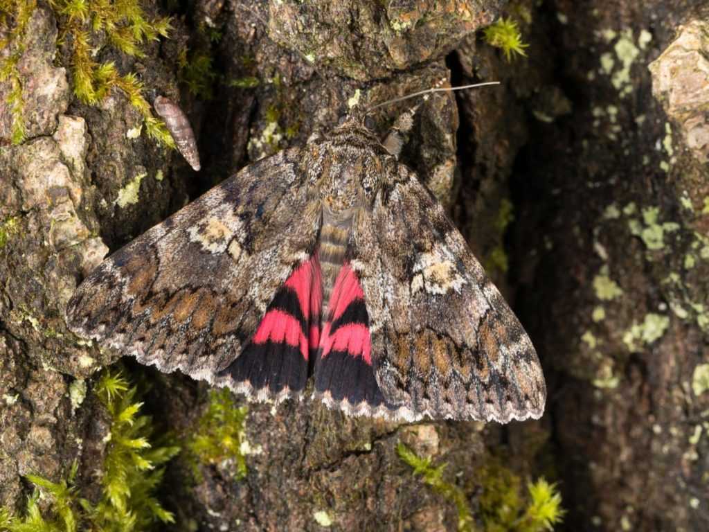 Red Underwing Moth– Identification, Life Cycle, Facts & Pictures