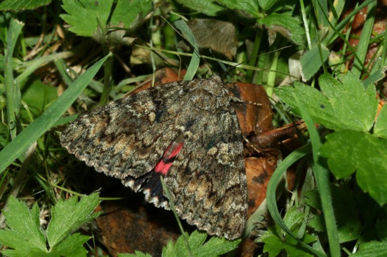 Red Underwing Moth– Identification, Life Cycle, Facts & Pictures