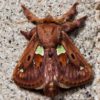 Slug moths – Identification, Life Cycle, Facts & Pictures