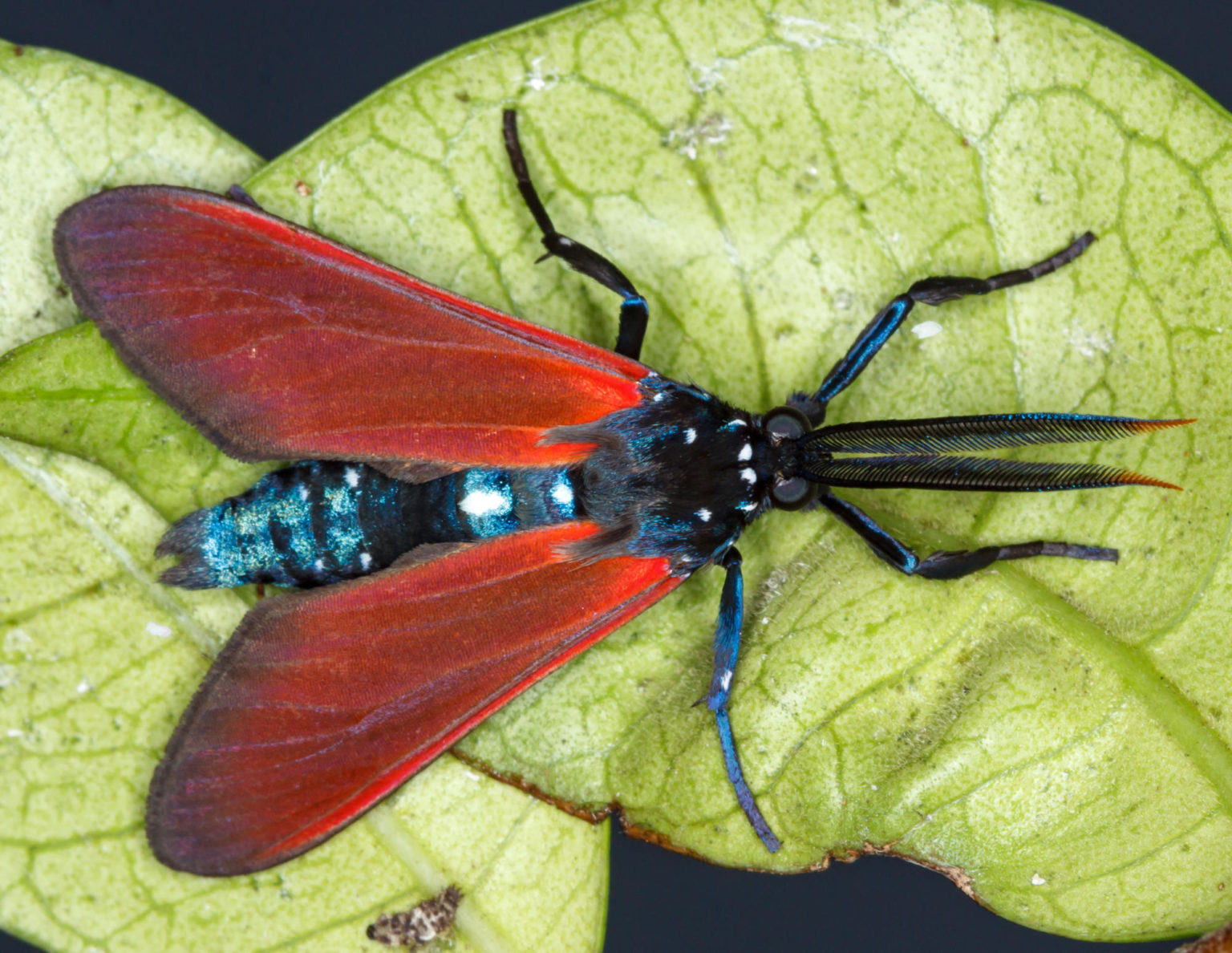 Spotted Oleander Caterpillar Moth– Identification, Life Cycle, Facts ...