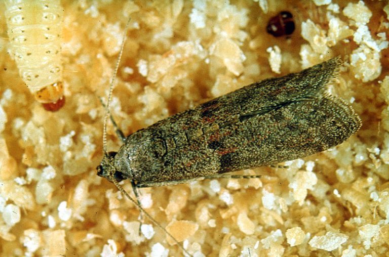 Almond Moth– Identification, Life Cycle, Facts & Pictures
