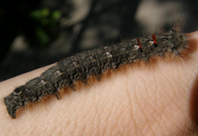 American Lappet Moth– Identification, Life Cycle, Facts & Pictures