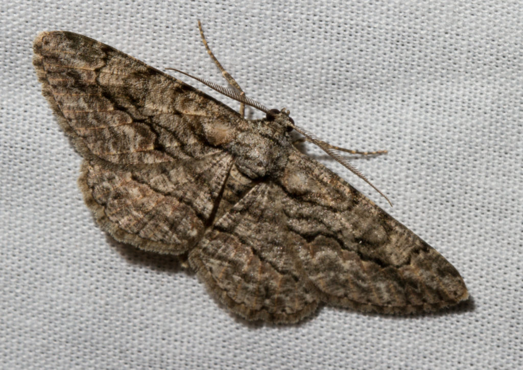 Common Gray Moth– Identification, Life Cycle, Facts & Pictures