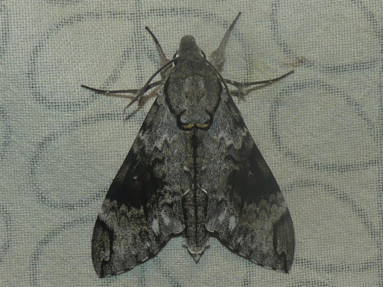 Hawk moths – Identification, Life Cycle, Facts & Pictures