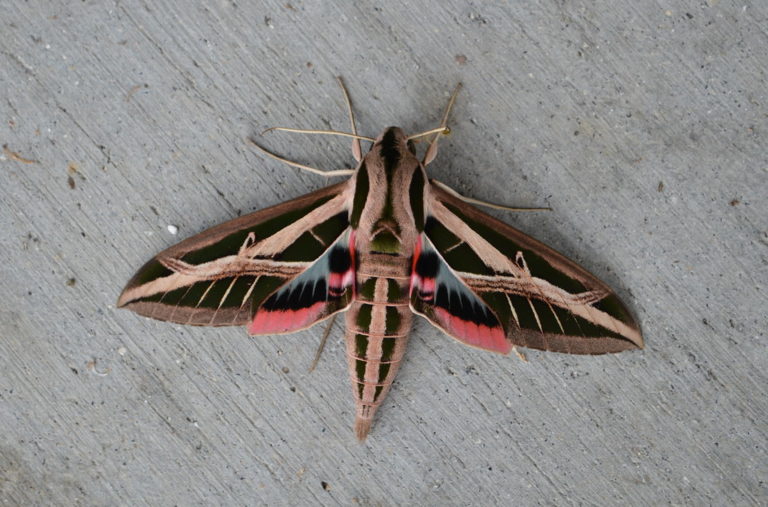 Hawk moths – Identification, Life Cycle, Facts & Pictures