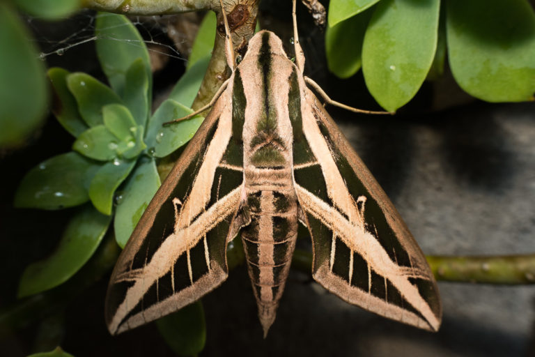 Banded Sphinx Moth– Identification, Life Cycle, Facts & Pictures