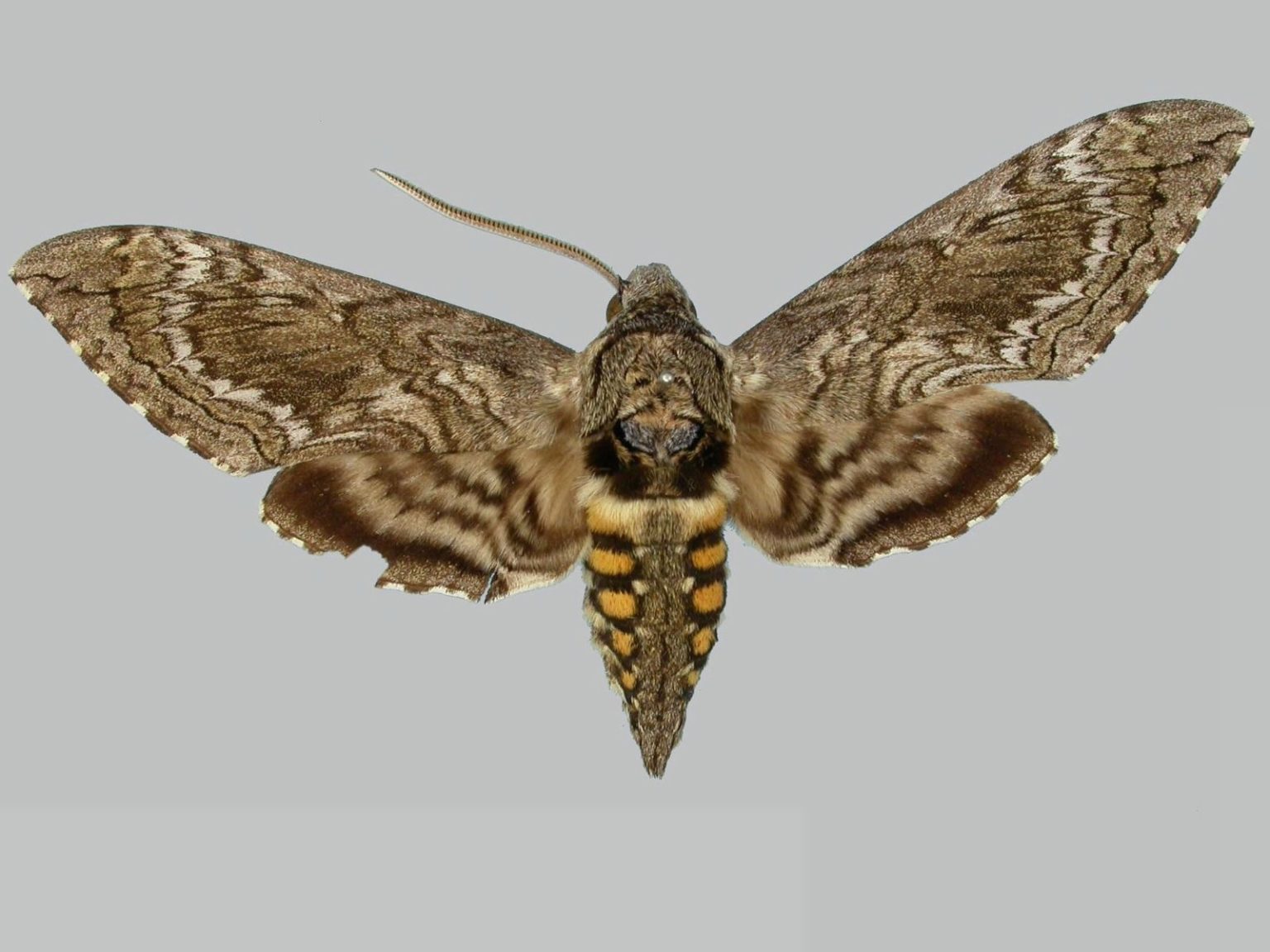 Blackburn's Hawk Moth– Identification, Life Cycle, Facts & Pictures