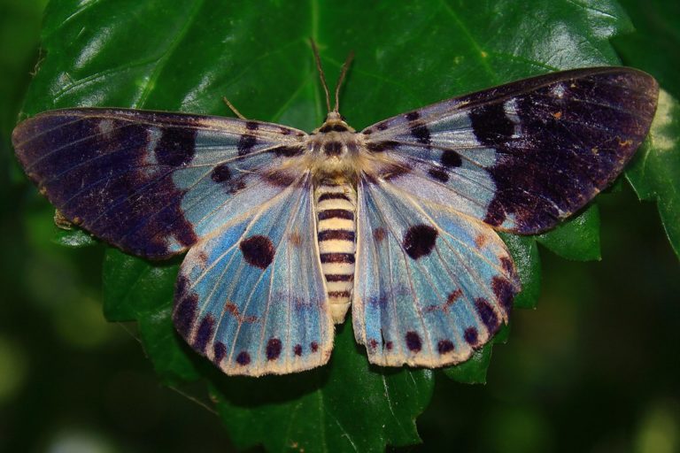 Geometer moths – Identification, Life Cycle, Facts & Pictures