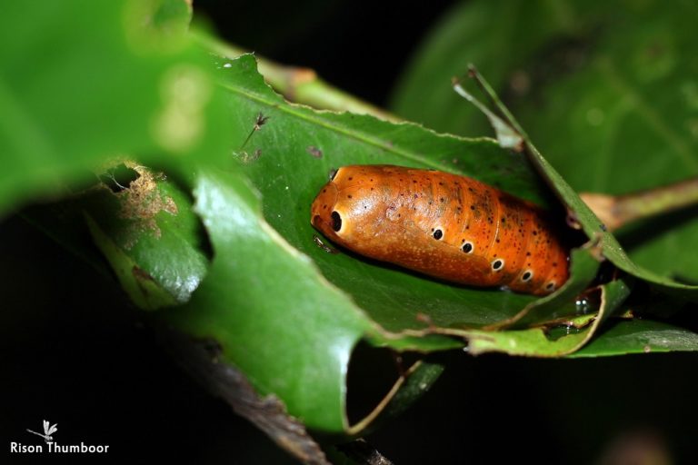 Blue Tiger Moth– Identification, Life Cycle, Facts & Pictures