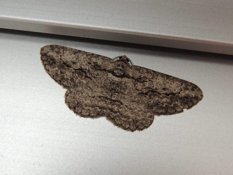 Common Gray Moth– Identification, Life Cycle, Facts & Pictures