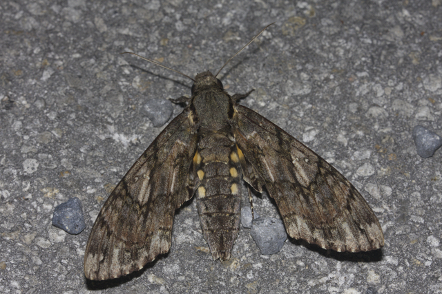 Giant Sphinx Moth– Identification, Life Cycle, Facts & Pictures