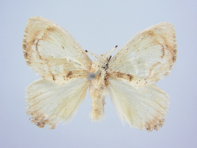 Jewel Moth – Identification, Life Cycle, Facts & Pictures