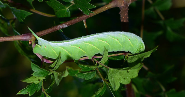 Mournful Sphinx Moth– Identification, Life Cycle, Facts & Pictures