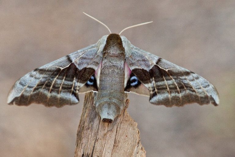 One-eyed Sphinx Moth– Identification, Life Cycle, Facts & Pictures