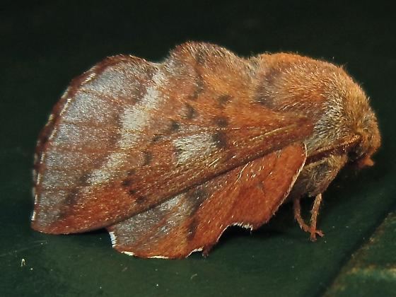 American Lappet Moth– Identification, Life Cycle, Facts & Pictures