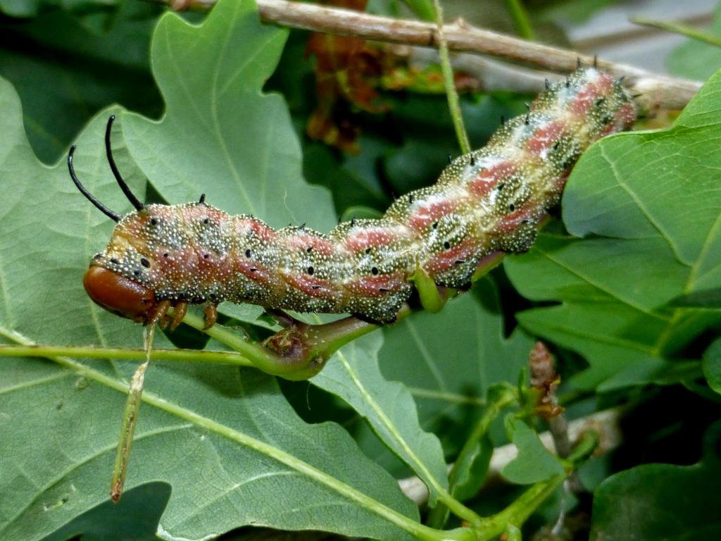 Pink-Striped Oakworm Moth– Identification, Life Cycle, Facts & Pictures