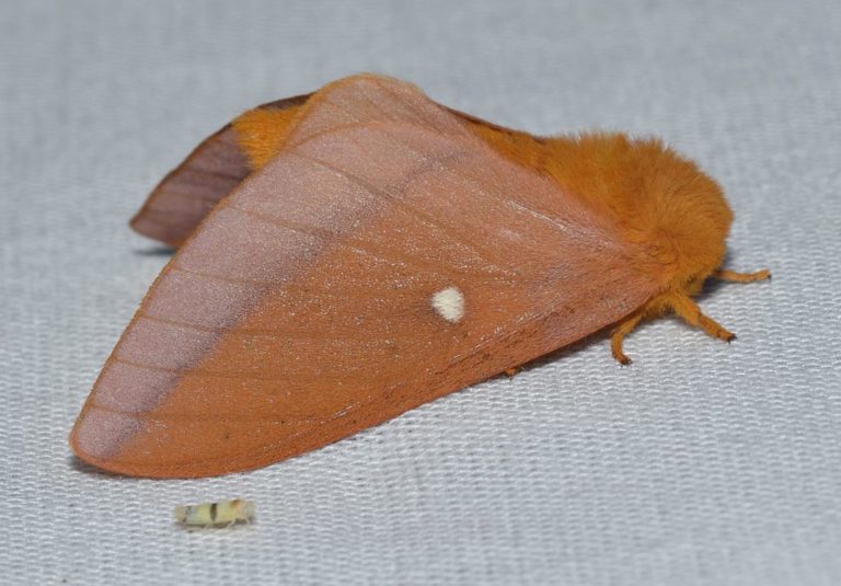 Pink-Striped Oakworm Moth– Identification, Life Cycle, Facts & Pictures