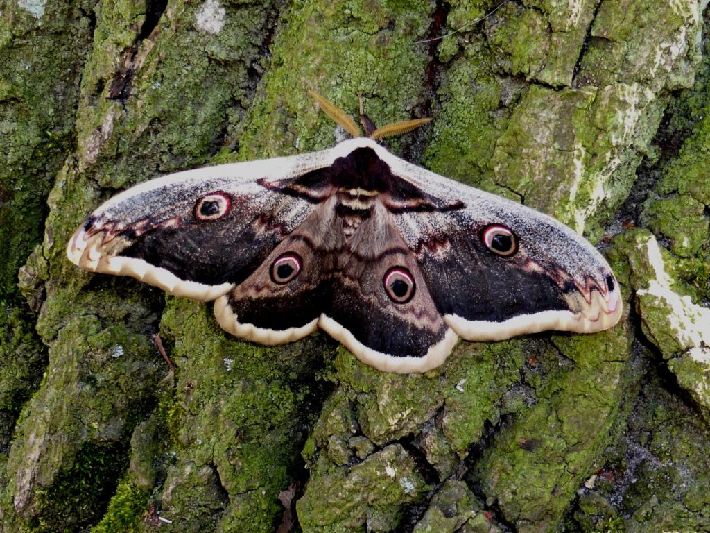 Giant Peacock Moth– Identification, Life Cycle, Facts & Pictures