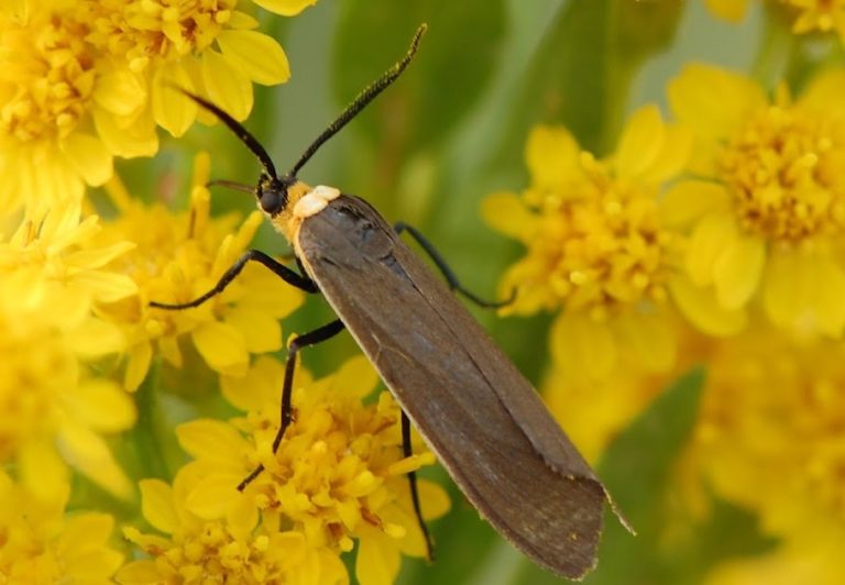 Yellow-Collared Scape Moth– Identification, Life Cycle, Facts & Pictures