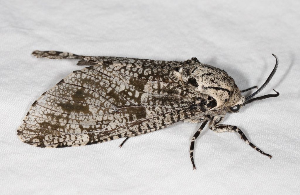 Carpenterworm Moth– Identification, Life Cycle, Facts & Pictures