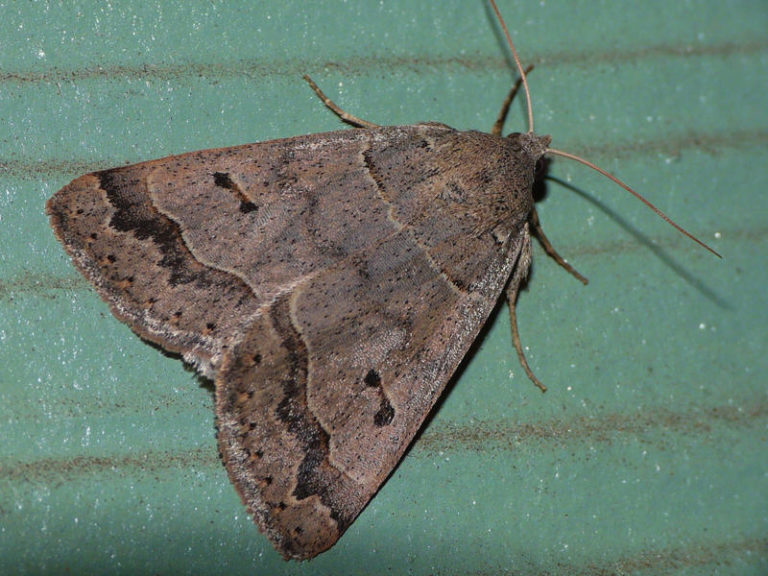 Common Oak Moth– Identification, Life Cycle, Facts & Pictures