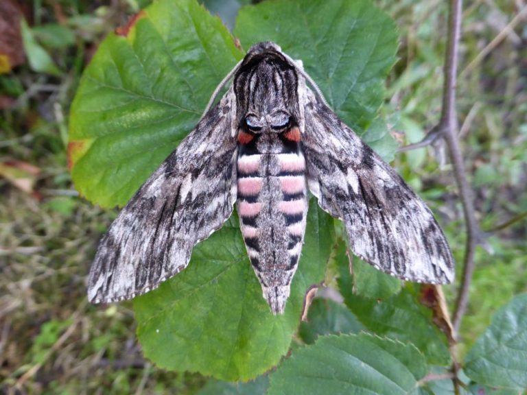 Hawk moths – Identification, Life Cycle, Facts & Pictures
