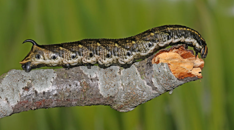 Convolvulus Hawk Moth– Identification, Life Cycle, Facts & Pictures