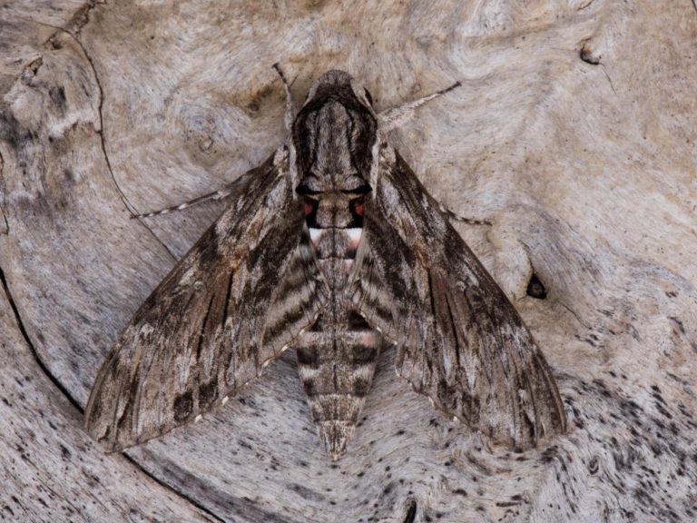 Convolvulus Hawk Moth– Identification, Life Cycle, Facts & Pictures