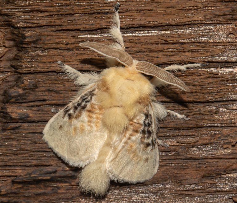 Black Waved Flannel Moth– Identification, Life Cycle, Facts & Pictures