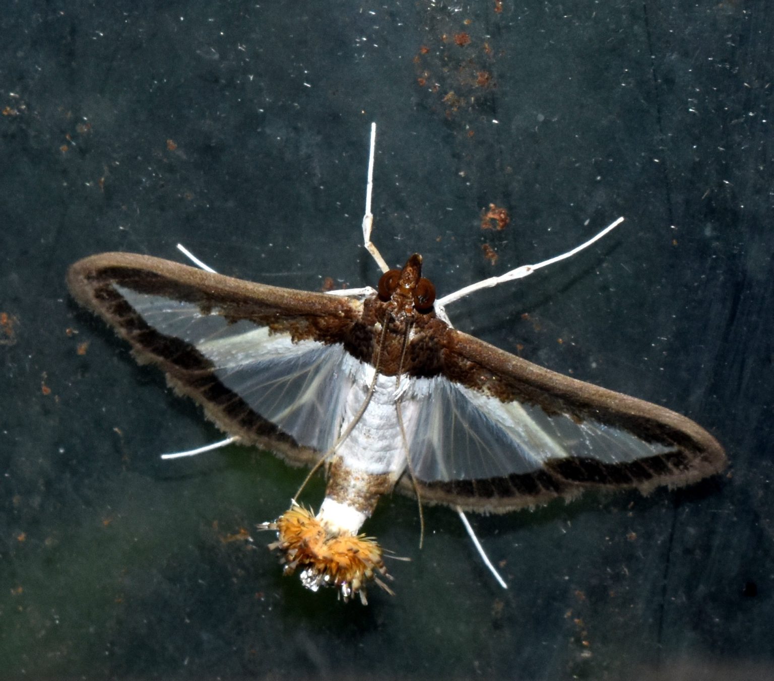 Cucumber Moth– Identification, Life Cycle, Facts & Pictures