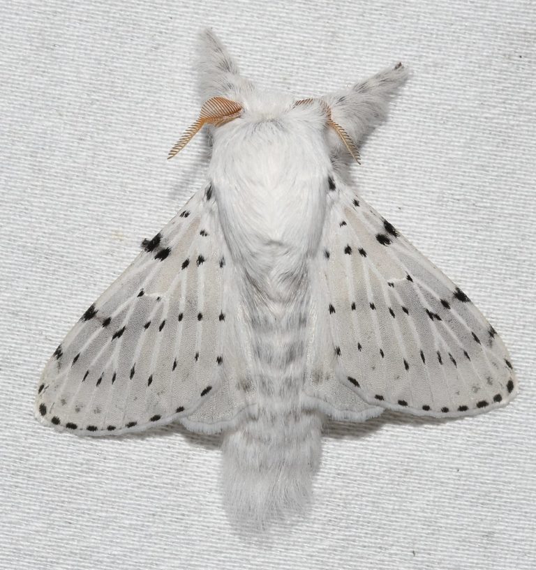 Dot-Lined White Moth– Identification, Life Cycle, Facts & Pictures