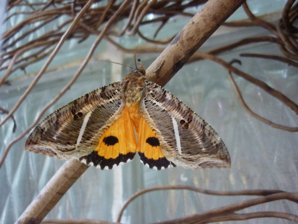Fruit Piercing Moth– Identification, Life Cycle, Facts & Pictures