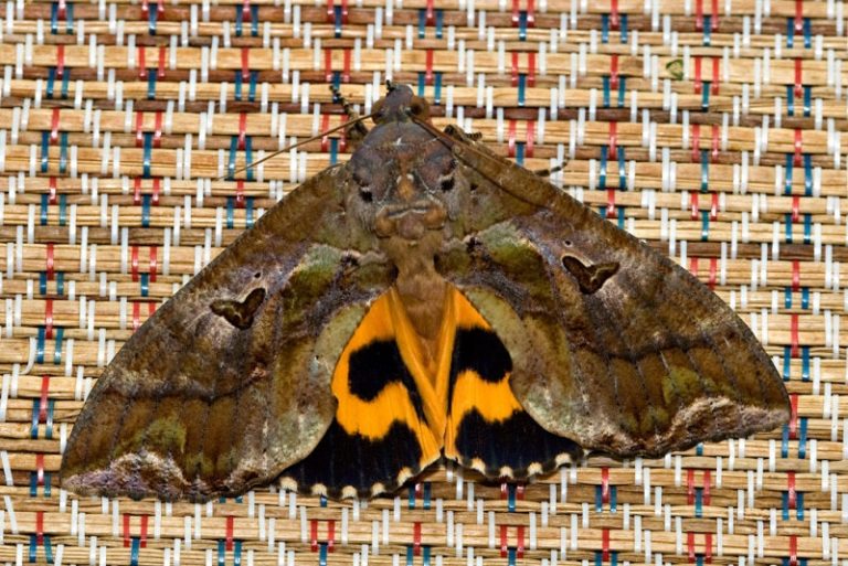 Fruit Piercing Moth– Identification, Life Cycle, Facts & Pictures