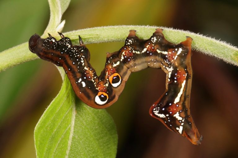 Fruit Piercing Moth– Identification, Life Cycle, Facts & Pictures