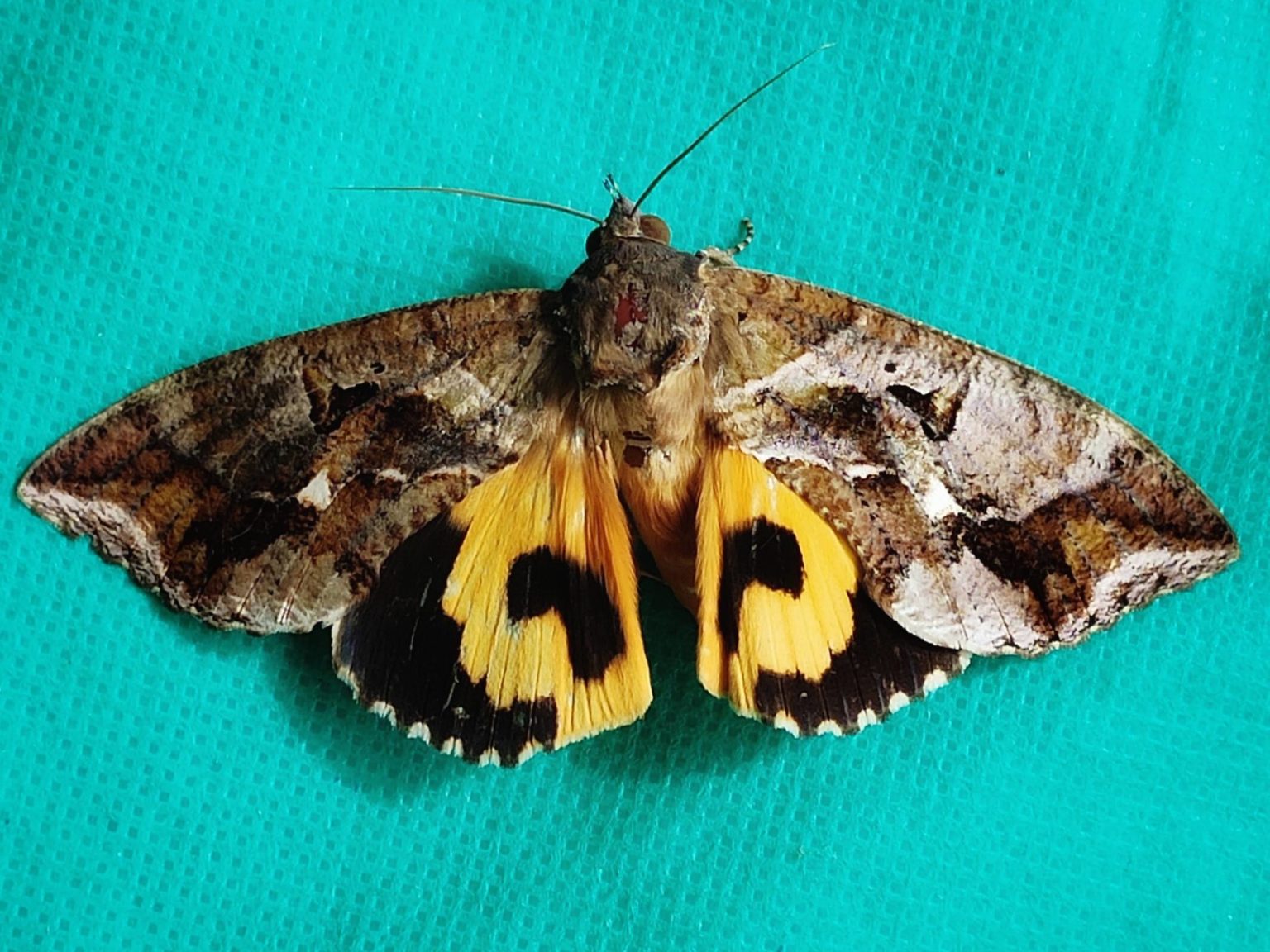 Fruit Piercing Moth– Identification, Life Cycle, Facts & Pictures