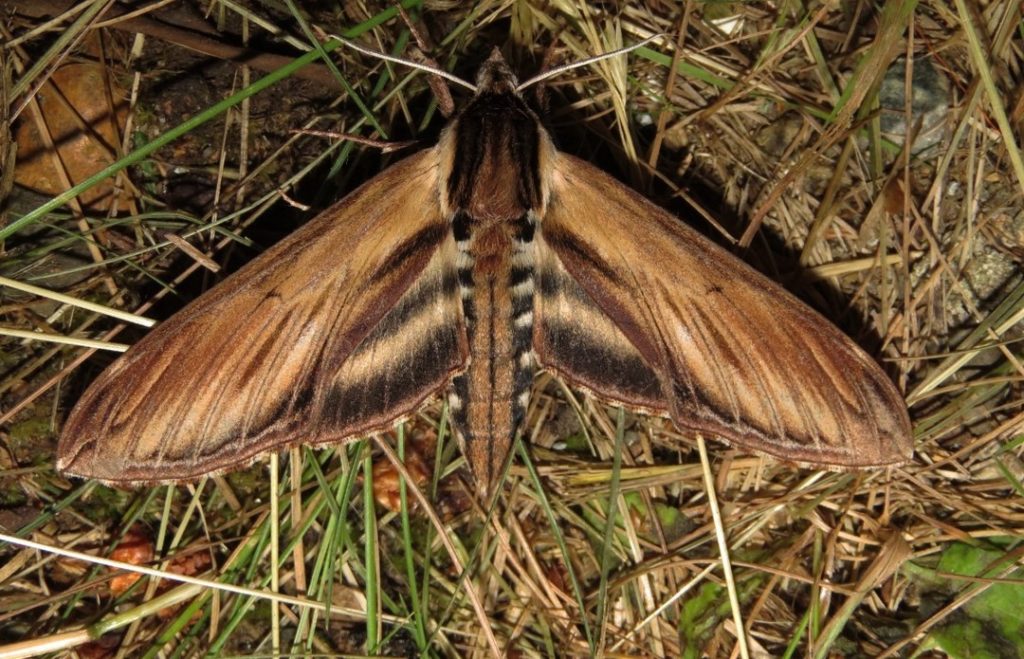 Laurel Sphinx Moth– Identification, Life Cycle, Facts & Pictures