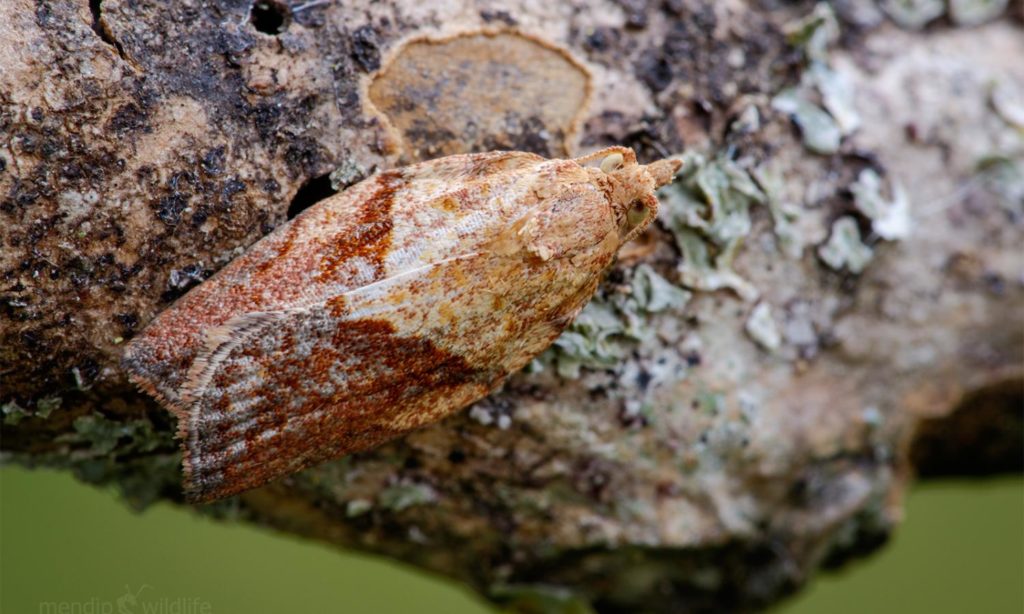 Light Brown Apple Moth– Identification, Life Cycle, Facts & Pictures