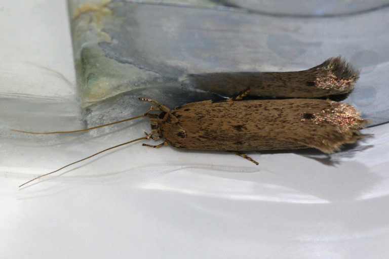 Banana Moth– Identification, Life Cycle, Facts & Pictures