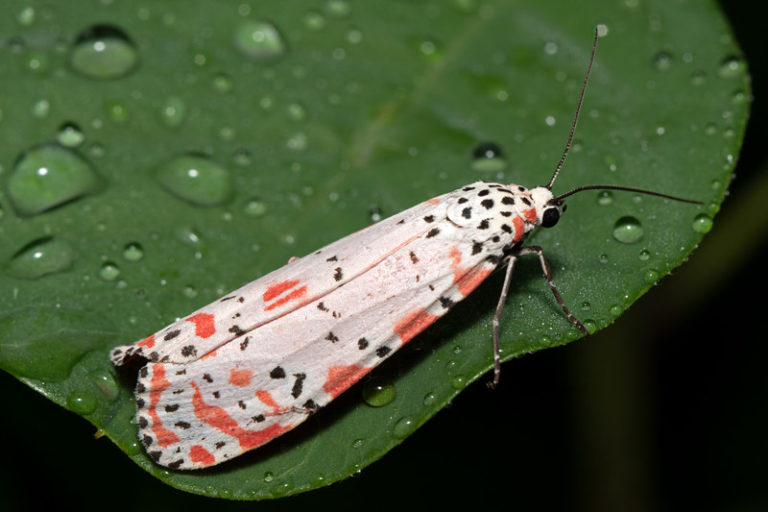 Bella Moth– Identification, Life Cycle, Facts & Pictures