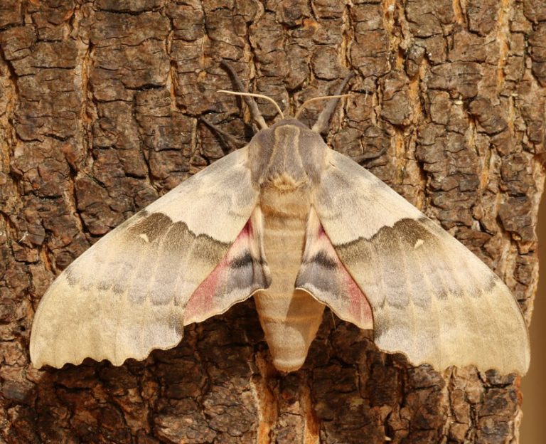 Big Poplar Sphinx Moth– Identification, Life Cycle, Facts & Pictures