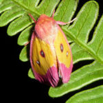 Pink Star Moth – Identification, Life Cycle, Facts & Pictures