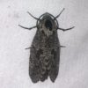 Carpenterworm Moth– Identification, Life Cycle, Facts & Pictures