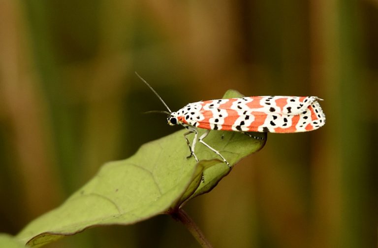 Bella Moth– Identification, Life Cycle, Facts & Pictures