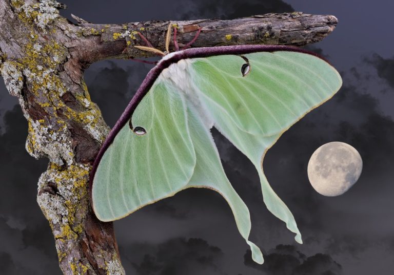 Luna Moth– Identification, Life Cycle, Facts & Pictures