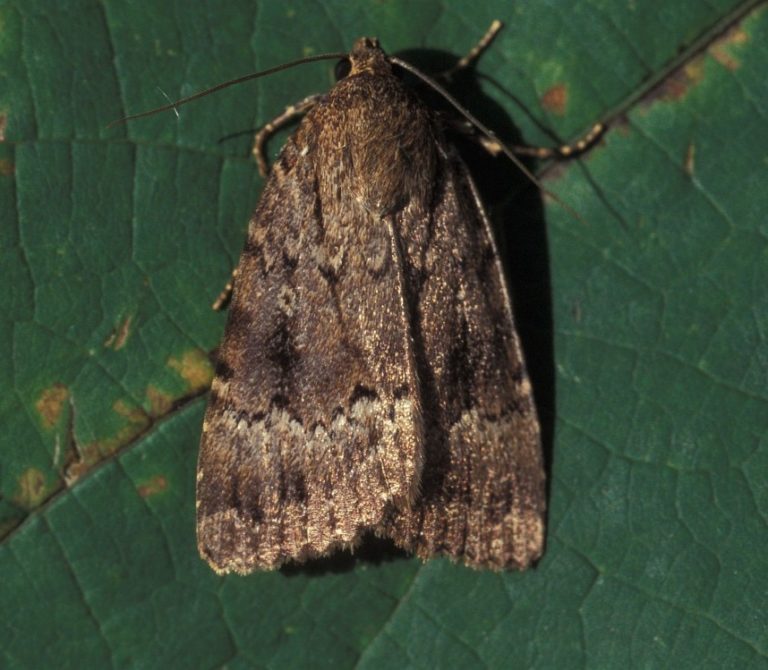 Copper Underwing Moth– Identification, Life Cycle, Facts & Pictures