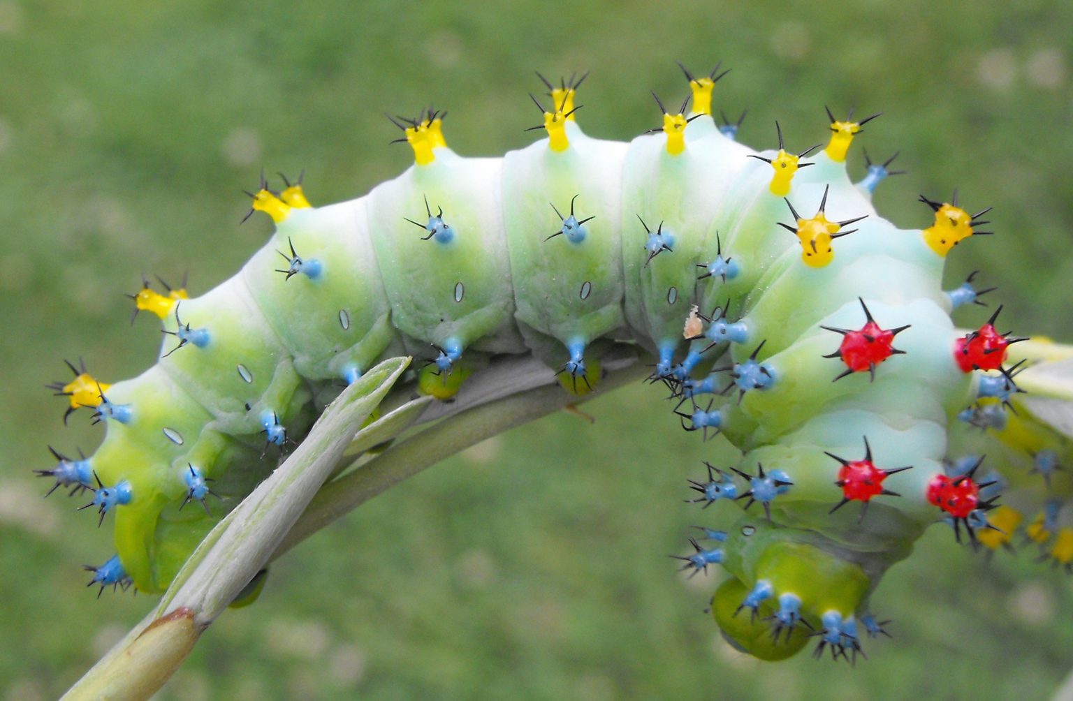 Cecropia Moth– Identification, Life Cycle, Facts & Pictures
