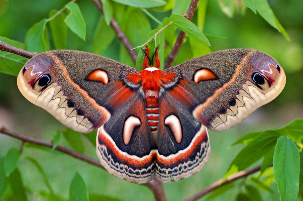 Cecropia Moth– Identification, Life Cycle, Facts & Pictures