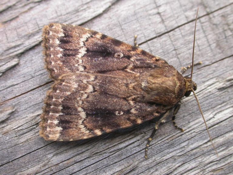 Copper Underwing Moth– Identification, Life Cycle, Facts & Pictures